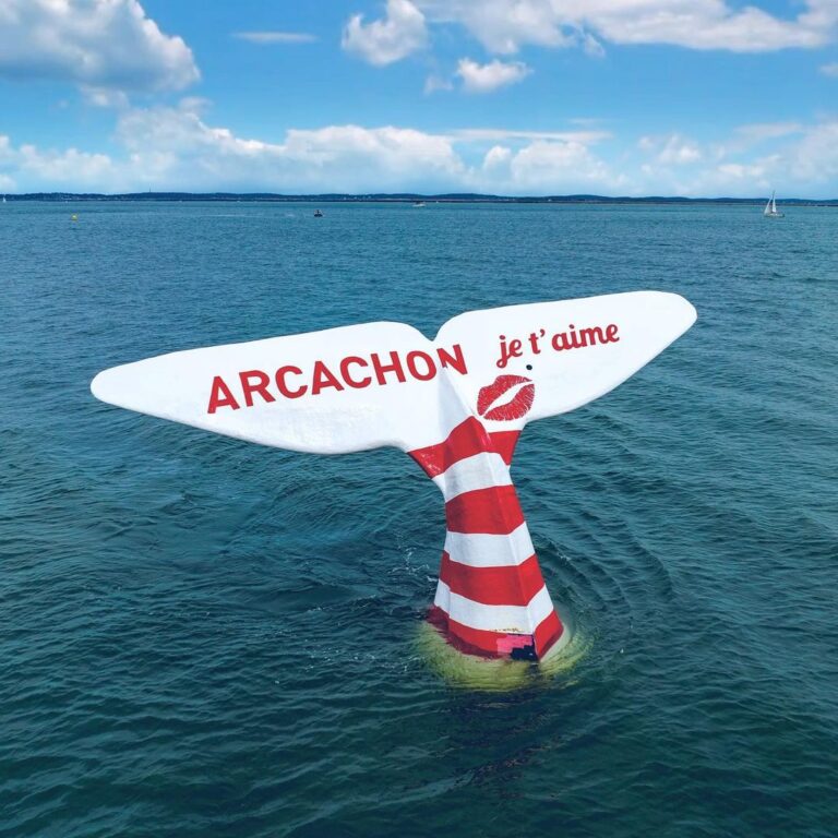 La grande queue de la baleine est de retour à Arcachon
