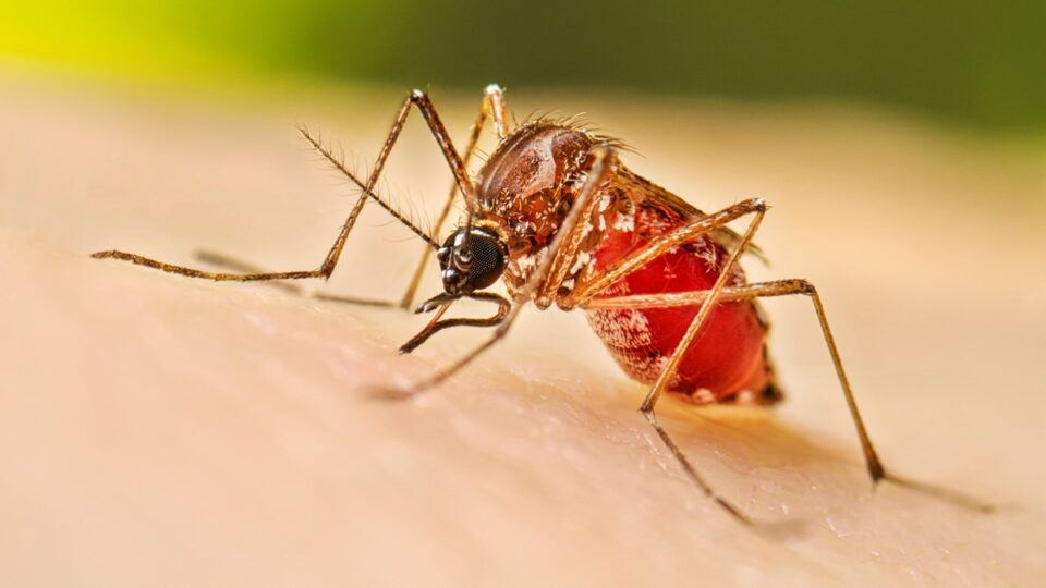 Deux cas autochtones de dengue identifiés en Gironde
